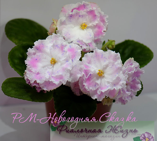 РМ-Новогодняя Сказка