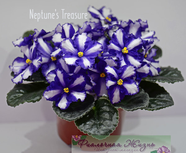Neptune's Treasure