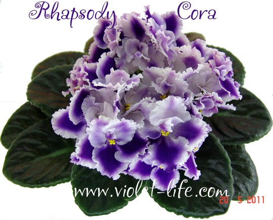 Rhapsody Cora