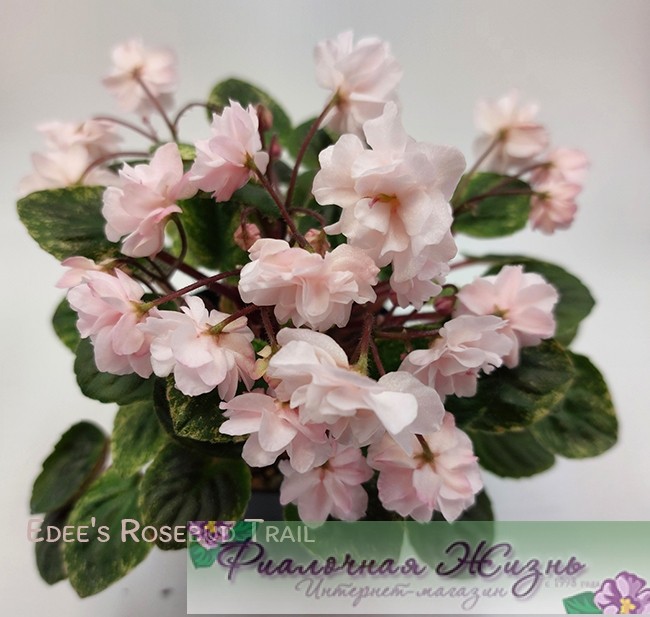 Edee's Rosebud Trail