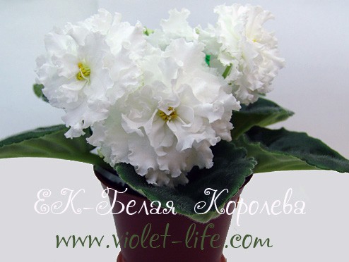 ЕК-Белая Королева