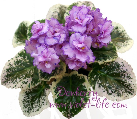 Dewberry