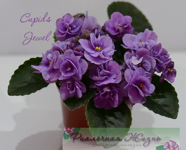 Cupid's Jewel