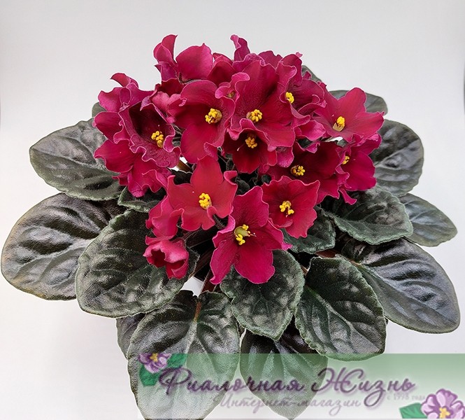 Optimara Pennsylvania