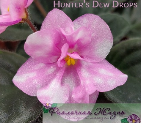 Hunter's Dew Drops