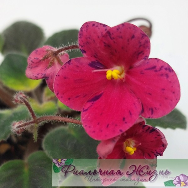 Little Cherokee Chief