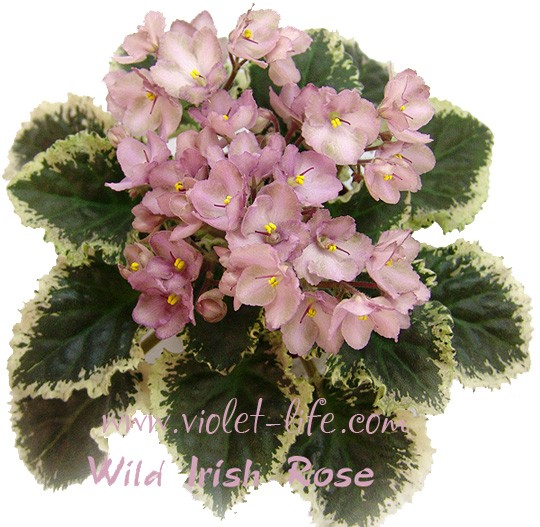 Wild Irish Rose