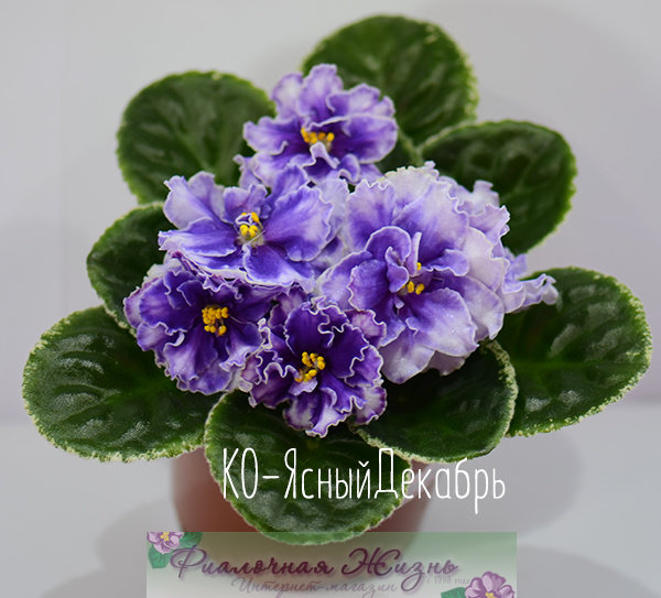КО-Ясный Декабрь