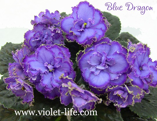 Blue Dragon